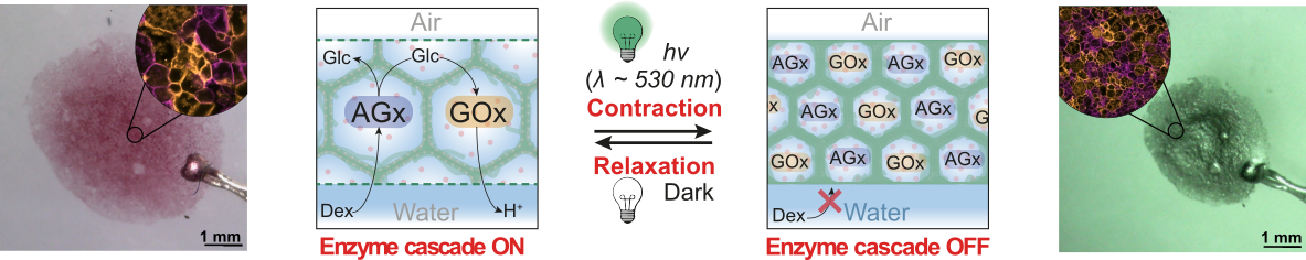 A Photonastic Prototissue Capable of Photo-Mechano-Chemical ...